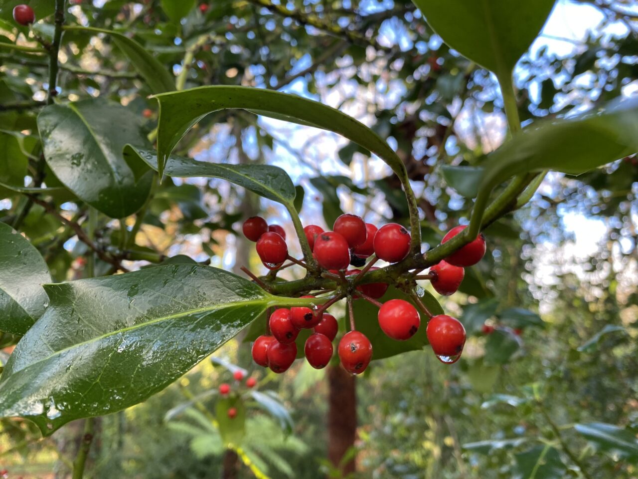 The Christmas Holly Tree | Woodland Coffee